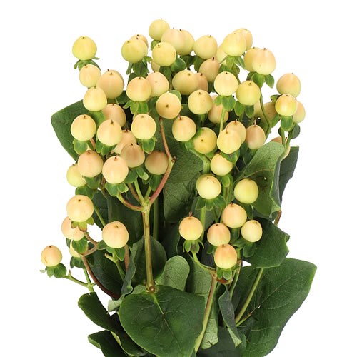 HYPERICUM COCO GELATO 60cm | Wholesale Dutch Flowers & Florist Supplies UK