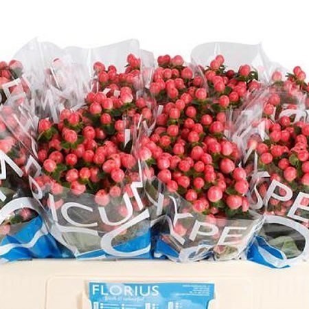 HYPERICUM COCO KIMONO 60cm | Wholesale Dutch Flowers & Florist Supplies UK