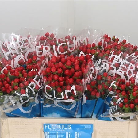 HYPERICUM COCO RIO 50cm | Wholesale Dutch Flowers & Florist Supplies UK