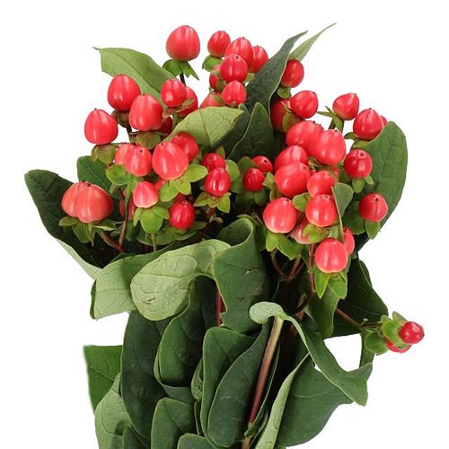 HYPERICUM COCO RIO 70cm | Wholesale Dutch Flowers & Florist Supplies UK