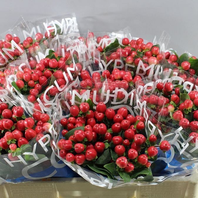 HYPERICUM COCO TANGO 70cm | Wholesale Dutch Flowers & Florist Supplies UK