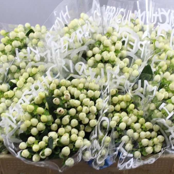 HYPERICUM COCO UNO 60cm | Wholesale Dutch Flowers & Florist Supplies UK