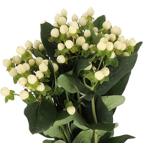 HYPERICUM COCO UNO 70cm | Wholesale Dutch Flowers & Florist Supplies UK