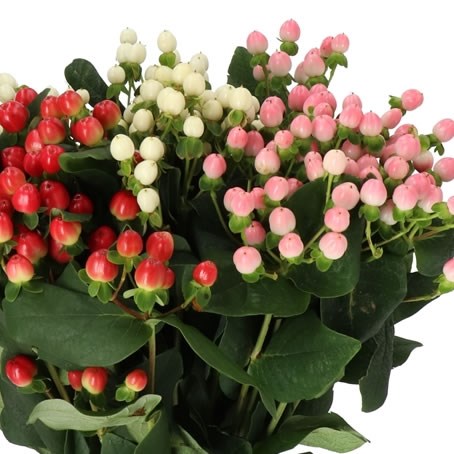 HYPERICUM COCO VALENTINES MIX 40cm | Wholesale Dutch Flowers & Florist ...