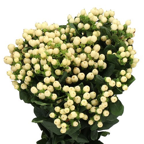 HYPERICUM COOL ROMANCE 40cm | Wholesale Dutch Flowers & Florist Supplies UK