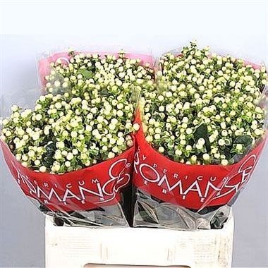 HYPERICUM COOL ROMANCE 60cm | Wholesale Dutch Flowers & Florist Supplies UK