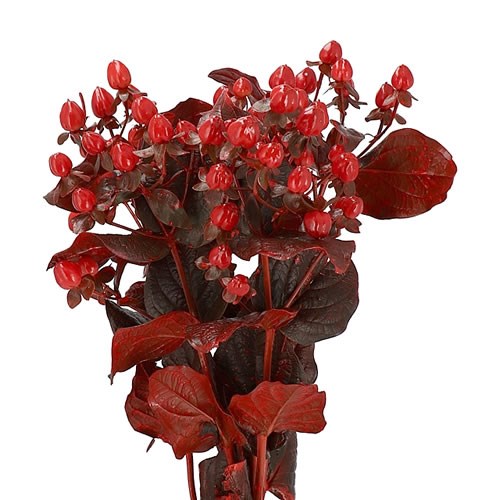 HYPERICUM DYED RED 70cm | Wholesale Dutch Flowers & Florist Supplies UK