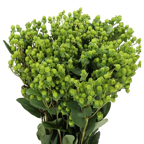 HYPERICUM GLOBO APPLEGREEN 70cm | Wholesale Dutch Flowers & Florist ...