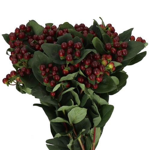HYPERICUM GLOBO BURGUNDY 60cm | Wholesale Dutch Flowers & Florist ...