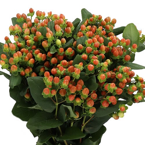 HYPERICUM GLOBO CORAL 70cm | Wholesale Dutch Flowers & Florist Supplies UK