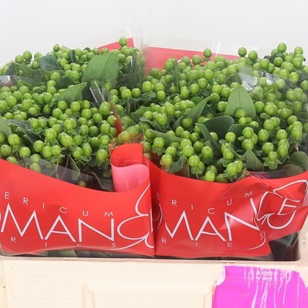 HYPERICUM JUNGLE ROMANCE 50cm | Wholesale Dutch Flowers & Florist Supplies UK