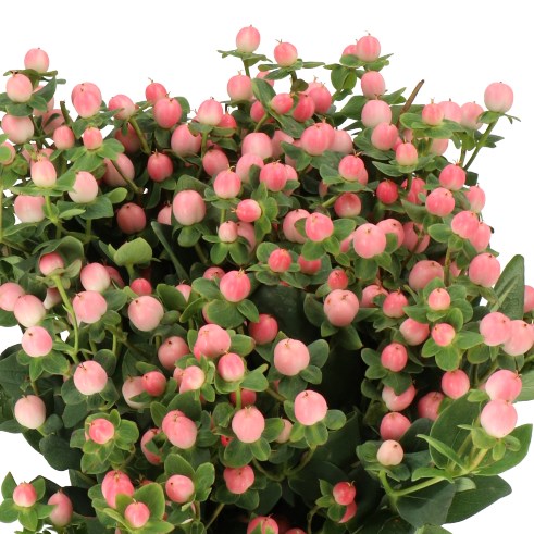 HYPERICUM LOVELY ROMANCE 50cm | Wholesale Dutch Flowers & Florist ...