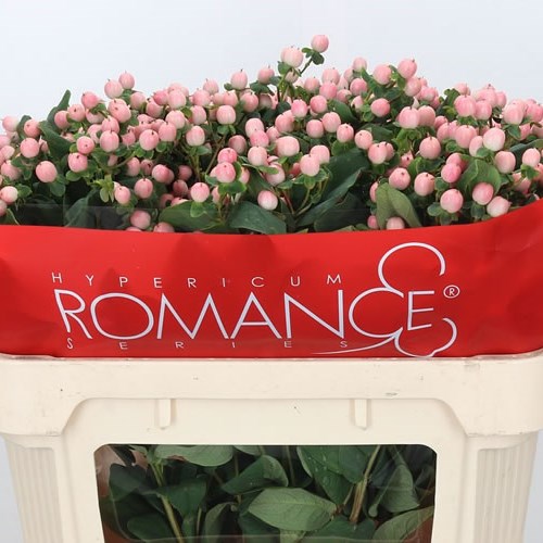 HYPERICUM LOVELY ROMANCE 60cm | Wholesale Dutch Flowers & Florist ...