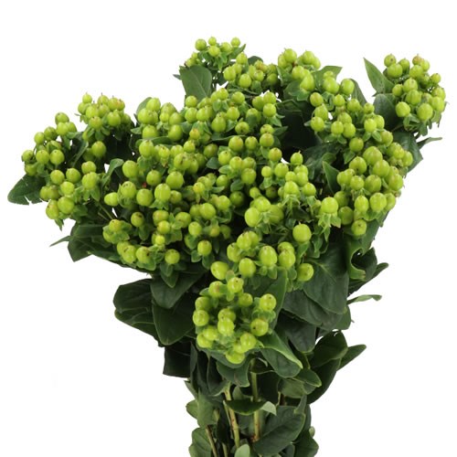 HYPERICUM MAGICAL GREEN POWER 50cm | Wholesale Dutch Flowers & Florist ...