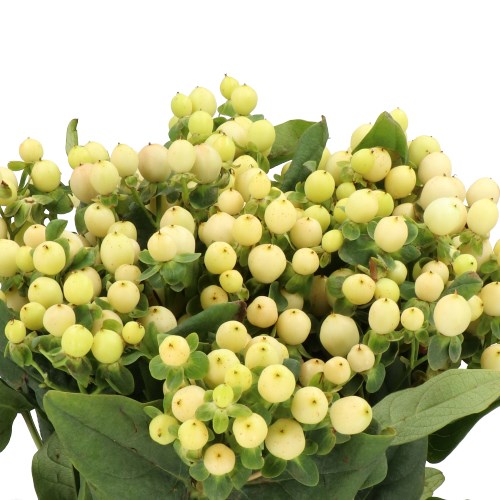 HYPERICUM MAGICAL ROYAL CREAM 60cm | Wholesale Dutch Flowers & Florist ...