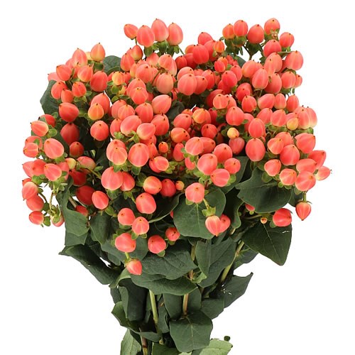 HYPERICUM MAGICAL ROYAL PRINCESS 50cm | Wholesale Dutch Flowers ...