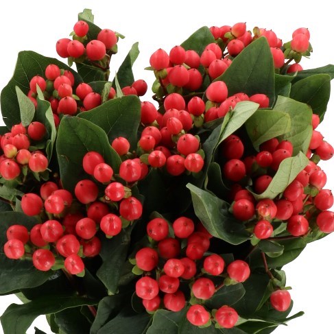 HYPERICUM MAGICAL ROYAL RED 70cm | Wholesale Dutch Flowers & Florist ...