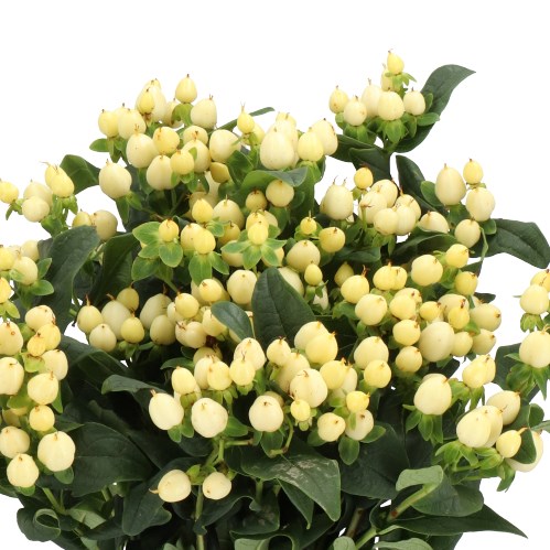 HYPERICUM MAGICAL WHITE PRINCESS 50cm | Wholesale Dutch Flowers ...