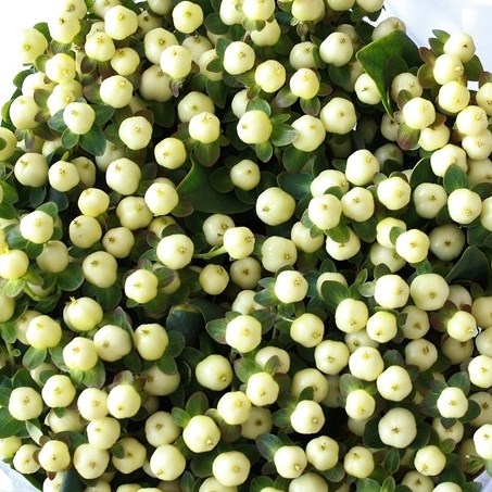 HYPERICUM MAGICAL WHITE PRINCESS 60cm | Wholesale Dutch Flowers & Florist Supplies UK