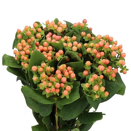 HYPERICUM MELLOW ROMANCE 70cm | Wholesale Dutch Flowers & Florist ...