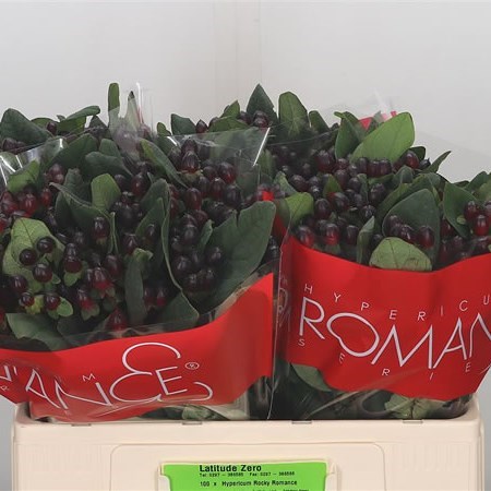 HYPERICUM ROCKY ROMANCE 60cm | Wholesale Dutch Flowers & Florist Supplies UK