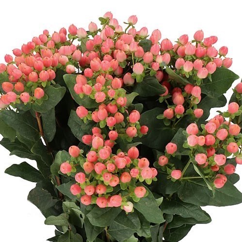 HYPERICUM SWEET ROMANCE 60cm | Wholesale Dutch Flowers & Florist Supplies UK