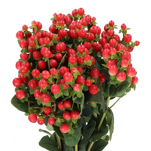 HYPERICUM TOMATO FLAIR 70cm | Wholesale Dutch Flowers & Florist Supplies UK