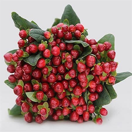 HYPERICUM TRUE ROMANCE 50cm | Wholesale Dutch Flowers & Florist Supplies UK