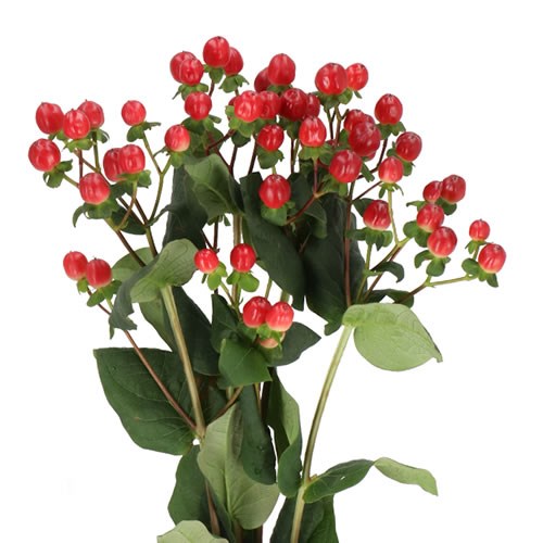 HYPERICUM TRUE ROMANCE 50cm | Wholesale Dutch Flowers & Florist Supplies UK