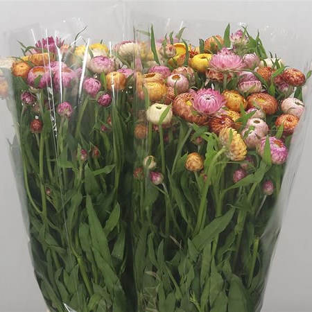 Helichrysum Mix 55cm | Wholesale Dutch Flowers & Florist Supplies UK