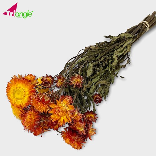 Helichrysum Orange Dried 50cm | Wholesale Dried Flowers UK