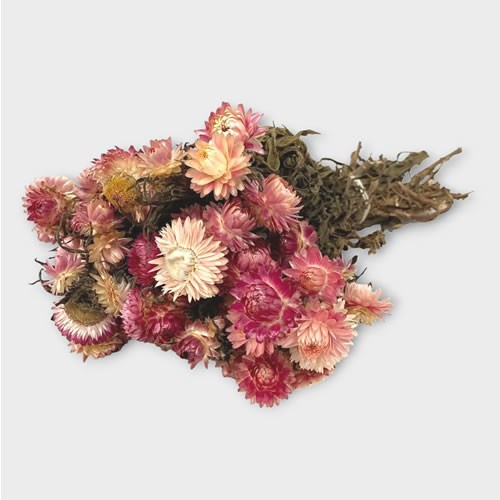 Everlasting Dried Flower Bunches & Bouquets | Dried Helichrysum Pink 50cm