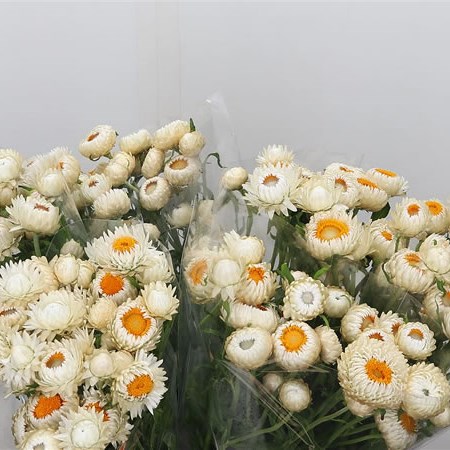 Helichrysum White 50cm | Wholesale Dutch Flowers & Florist Supplies UK