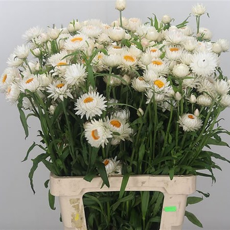Helichrysum White 70cm | Wholesale Dutch Flowers & Florist Supplies UK