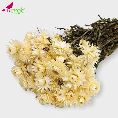 Helichrysum White Dried 50cm | Wholesale Dried Flowers UK