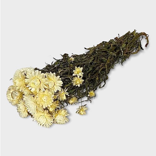 Everlasting Dried Flower Bunches & Bouquets | Helichrysum White Dried 45cm