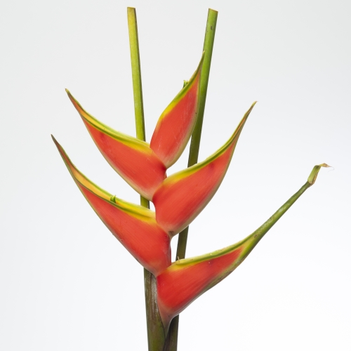 Heliconia Red Jewel 100cm | Wholesale Dutch Flowers & Florist Supplies UK