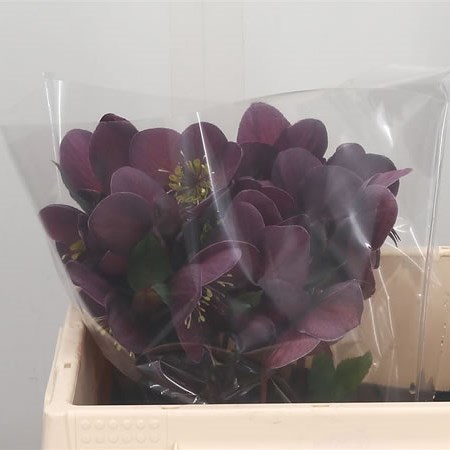 Hellebores Aarendelle Mara Purple 30cm | Wholesale Dutch Flowers ...