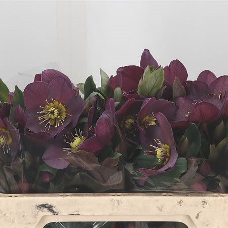 Hellebores Aarendelle Mara Purple 55cm | Wholesale Dutch Flowers ...