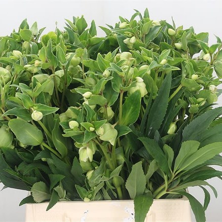 Hellebores Winterbells 48cm | Wholesale Dutch Flowers & Florist Supplies UK