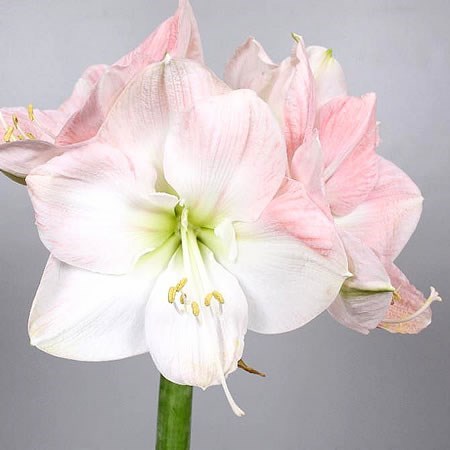 Hippeastrum Darling Pink 80cm | Wholesale Dutch Flowers & Florist ...
