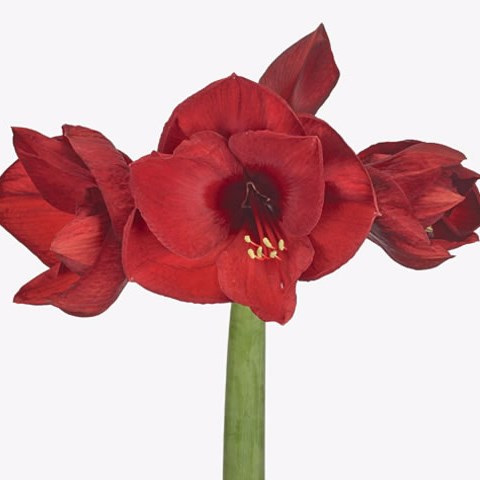 Hippeastrum Fire Flame 80cm x 15 | Wholesale Dutch Flowers & Florist ...