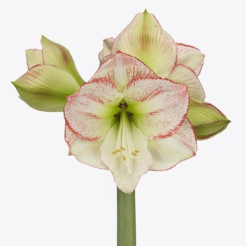 Hippeastrum Mama Mia 80cm | Wholesale Dutch Flowers & Florist Supplies UK