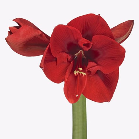 Hippeastrum Red Queen 80cm | Wholesale Dutch Flowers & Florist Supplies UK