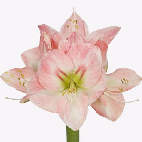 Hippeastrum Sunrise 80cm | Wholesale Dutch Flowers & Florist Supplies UK