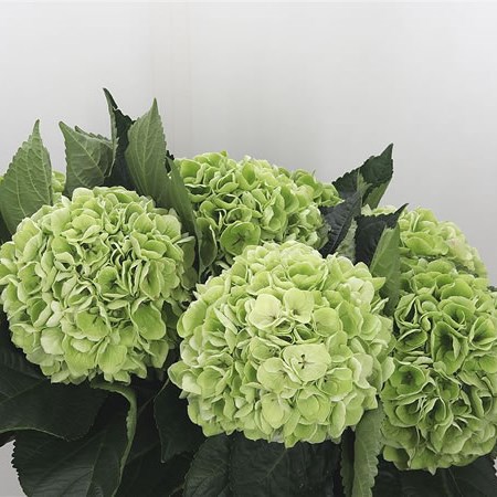 Hydrangea Albatros Green 60cm | Wholesale Dutch Flowers & Florist ...