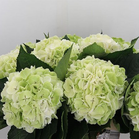 Hydrangea Albatros Green 65cm | Wholesale Dutch Flowers & Florist ...
