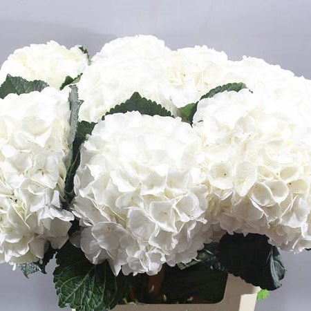 Hydrangea Allure 80cm | Wholesale Dutch Flowers & Florist Supplies UK