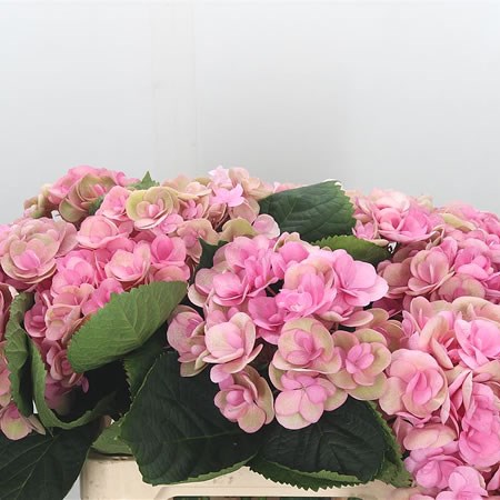 Hydrangea Beautensia Papillon Classic 60cm | Wholesale Dutch Flowers ...