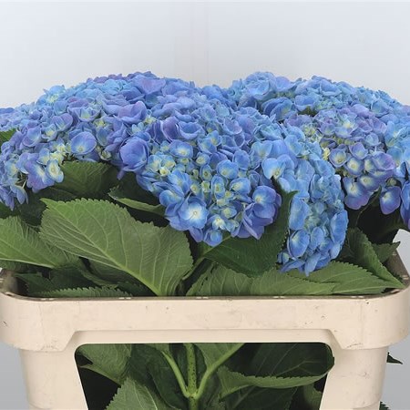 Hydrangea Bodensee Blue 70cm | Wholesale Dutch Flowers & Florist ...